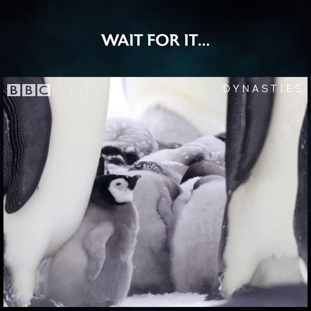 Bbc Earth On Twitter Dun Dun Dun Another One Bites The Dust 😂🐧