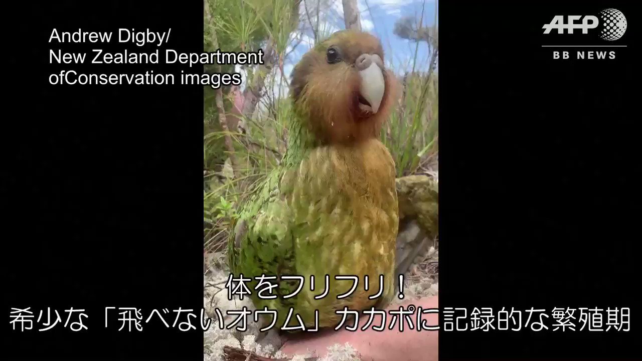 AFPBB News on Twitter: "体をフリフリ！ 希少な「飛べないオウム」カカポに記録的な繁殖期、NZ https://t.co/41sEJzudfZ" / Twitter