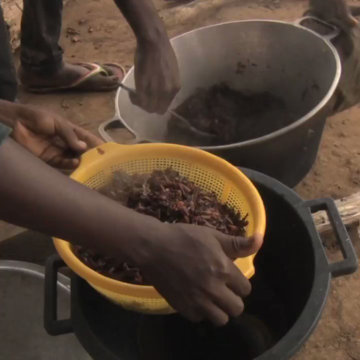 CNN on Twitter: "To feed the world, why not eat bugs? Many insects are ...