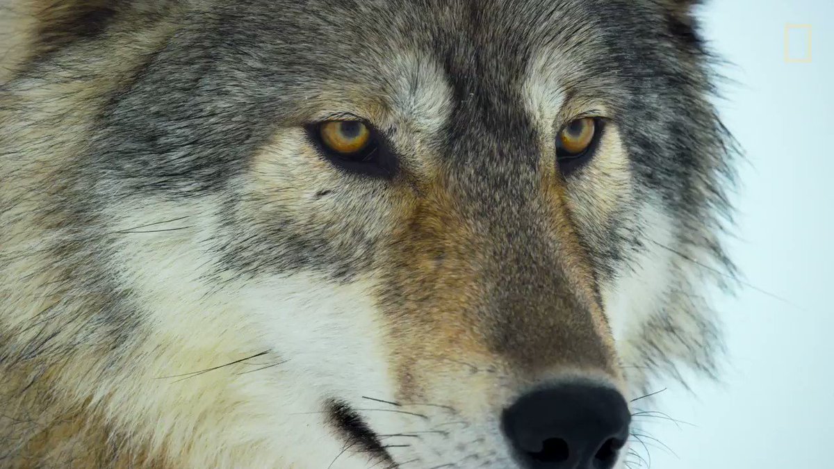 National Geographic on Twitter: "Join wildlife filmmaker @BertieGPhoto ...