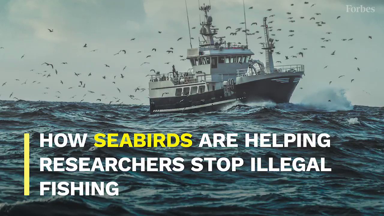 Forbes on Twitter: "Researchers and conservation officials have been ...