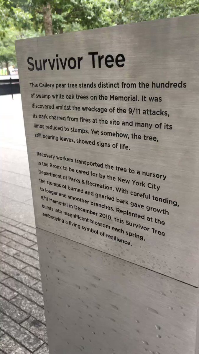 The rebirth of the Survivor Tree is a reminder that even in our darkest ...