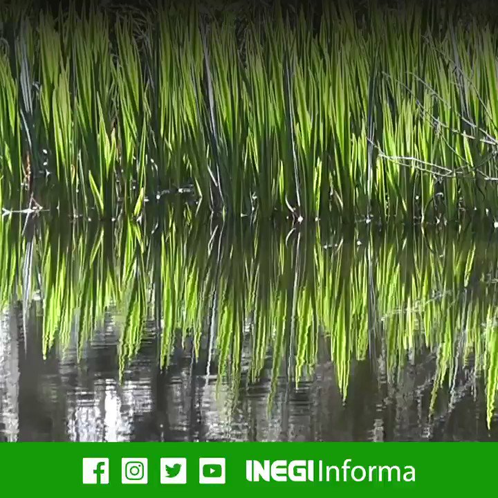 INEGI INFORMA on Twitter: INEGI INFORMA on Twitter: