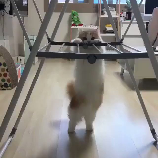 モフモフの癒し On Twitter がんばれ~ ️ 😂😆🤣 猫好きさんと繋がりたい 猫のいるくらし 猫