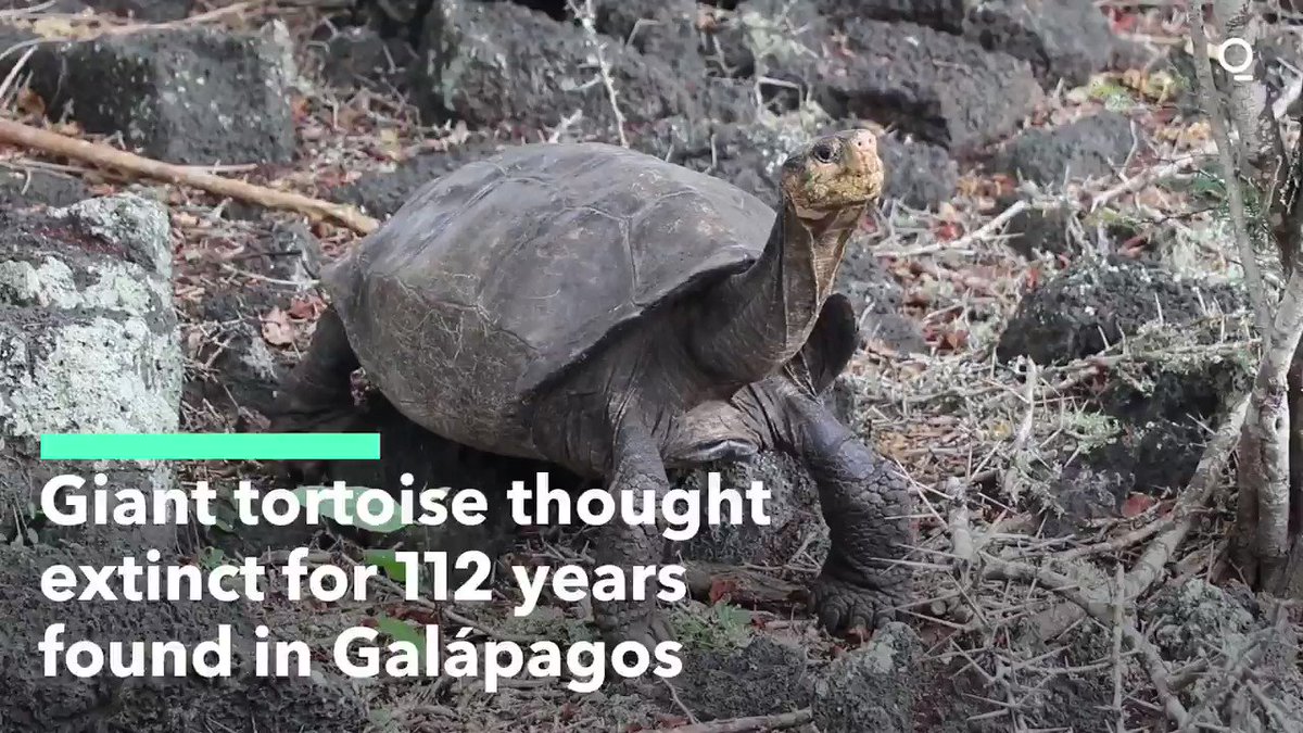 Scientists rush to find love for giant tortoise to save species from ...