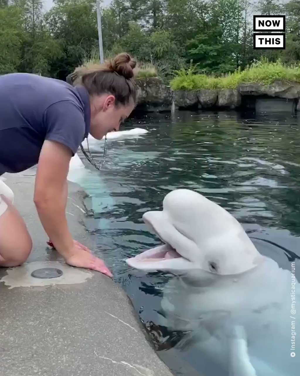 Beluga Whales Kissing