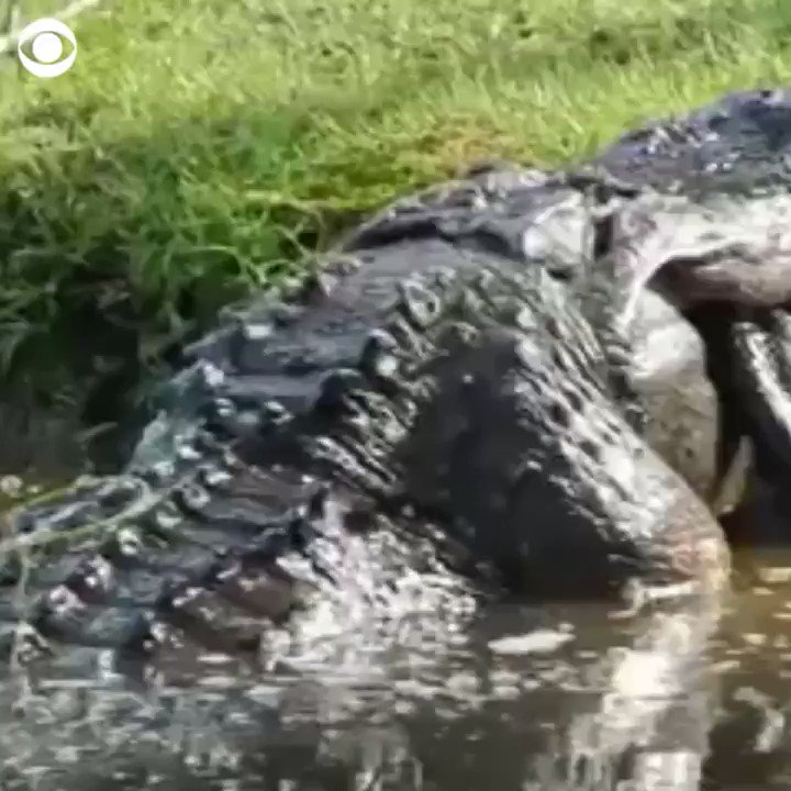 TERRIFYING: A massive, cannibal alligator was caught on camera eating a ...