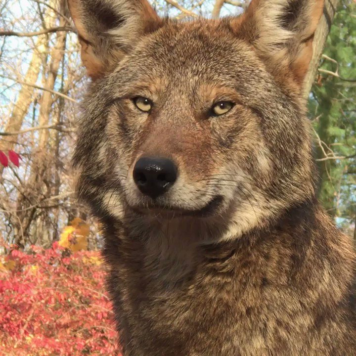 Red Wolf With Brown Eyes