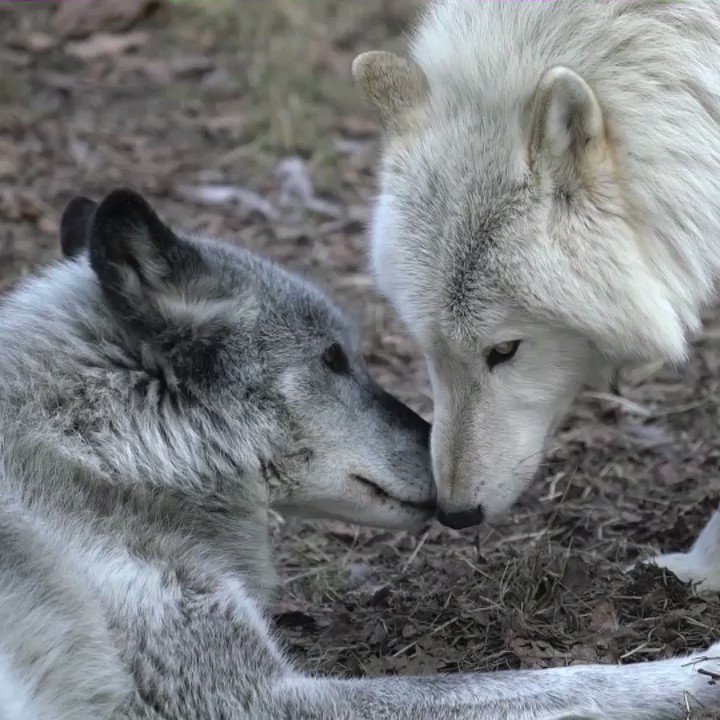 Black And White Wolves In Love