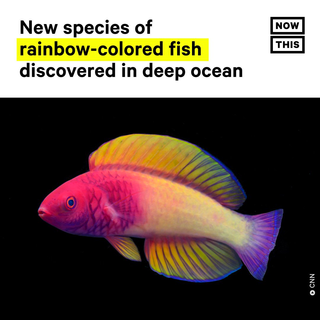 NowThis on Twitter: NowThis on Twitter: