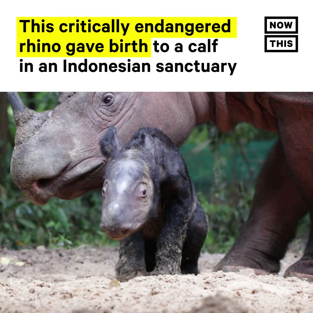 NowThis on Twitter: NowThis on Twitter: