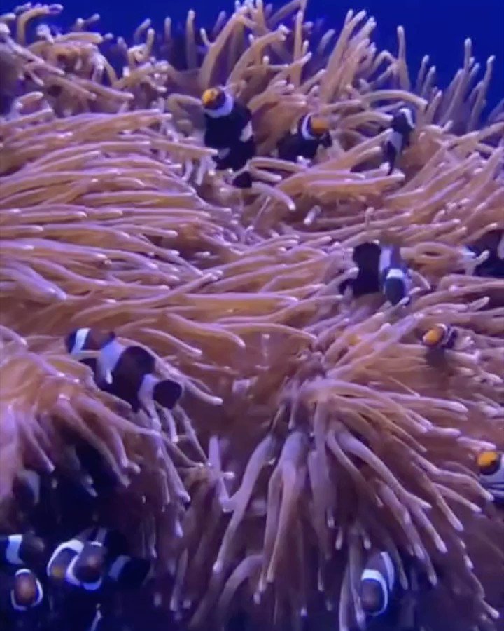 Sydney.com on Twitter: "Needing a little school holiday inspiration ...