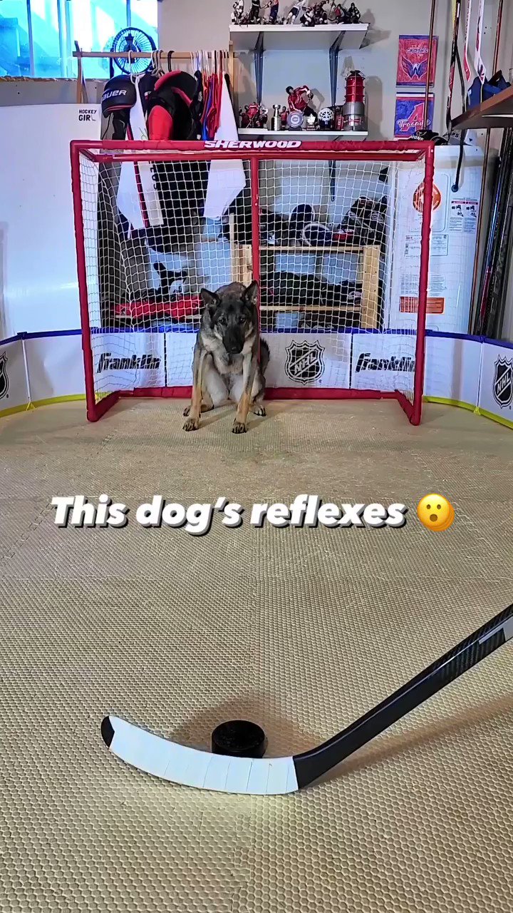 Jesse Orshan (@JesseOrshan) / Twitter