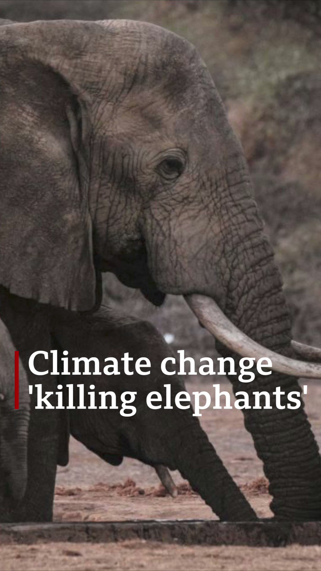 BBC News (World) on Twitter: "Climate change is killing elephants, says ...