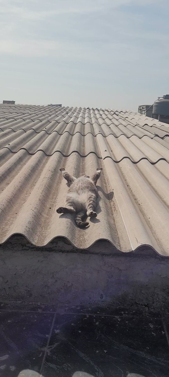 Ladbible On Twitter Caught The Cat Sunbathing On The Roof ๐ ๐ฅviralhog