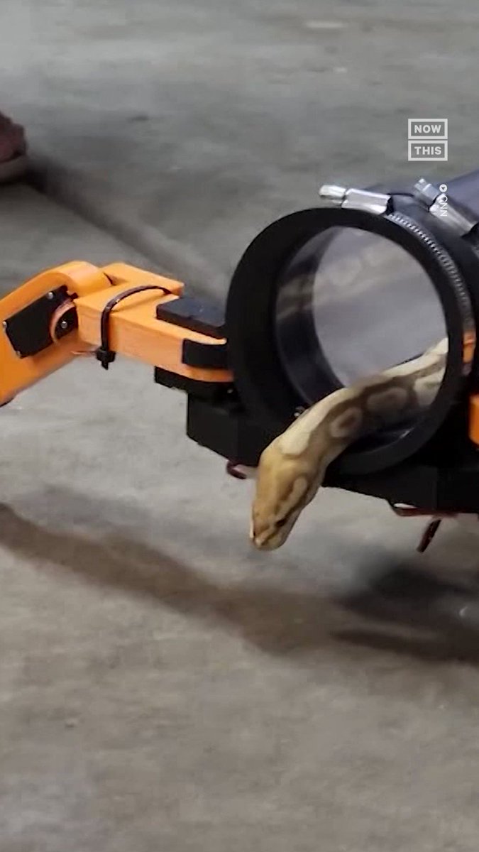 'I actually feel bad for snakes. They lost their legs.' — This YouTuber ...