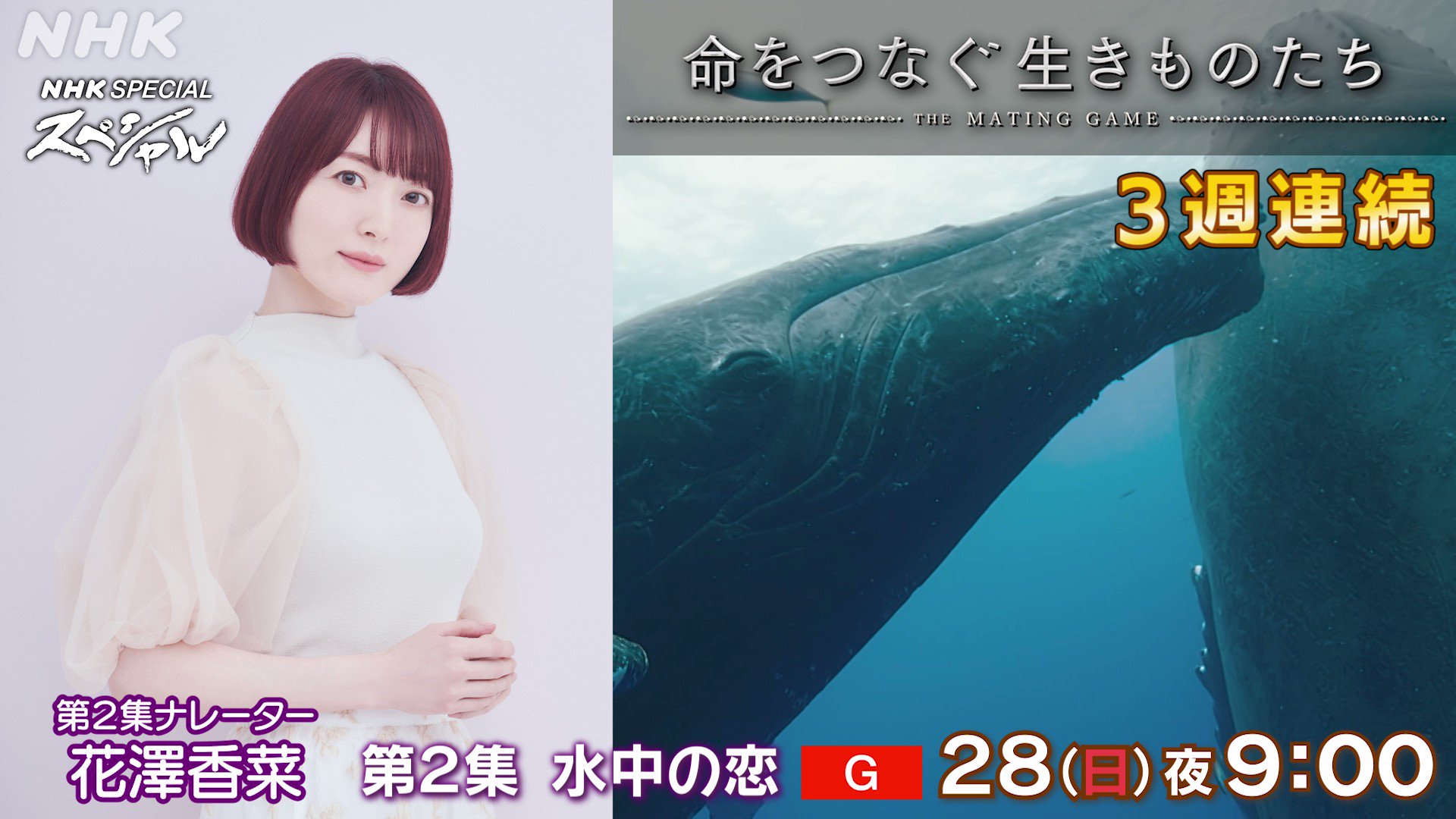 NHKアニメ on Twitter: "今夜の #NHKスペシャル は #花澤香菜 さんがナレーション🌸 ザトウクジラの恋のレースやアマゾンの魚の奇妙な産卵など『水中の恋』を特集。 どうぞお ...