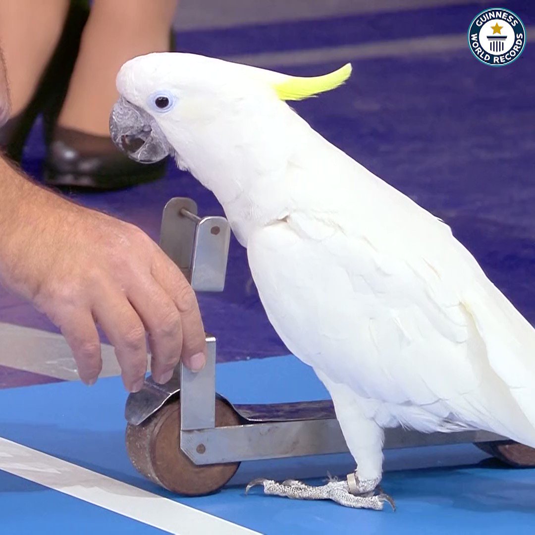 Chico the parrot store