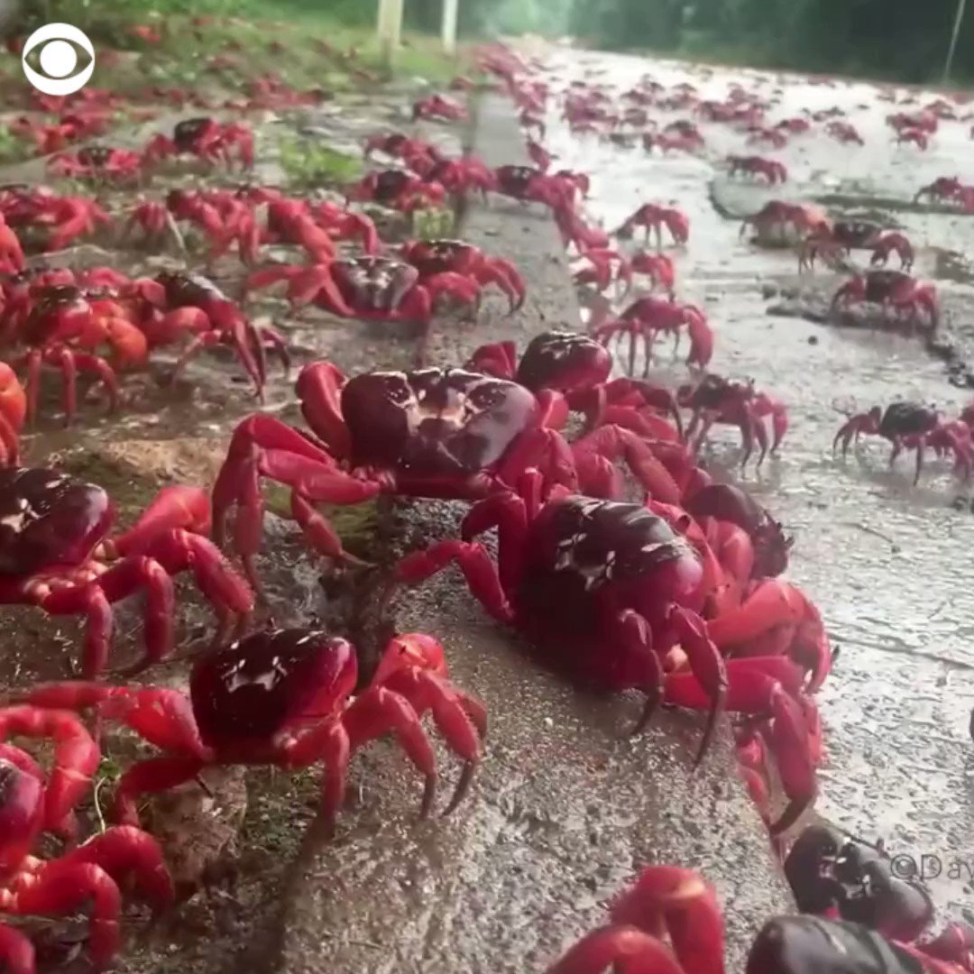 CBS News on Twitter: "Millions of red crabs on Australia’s Christmas Island are making their way ...