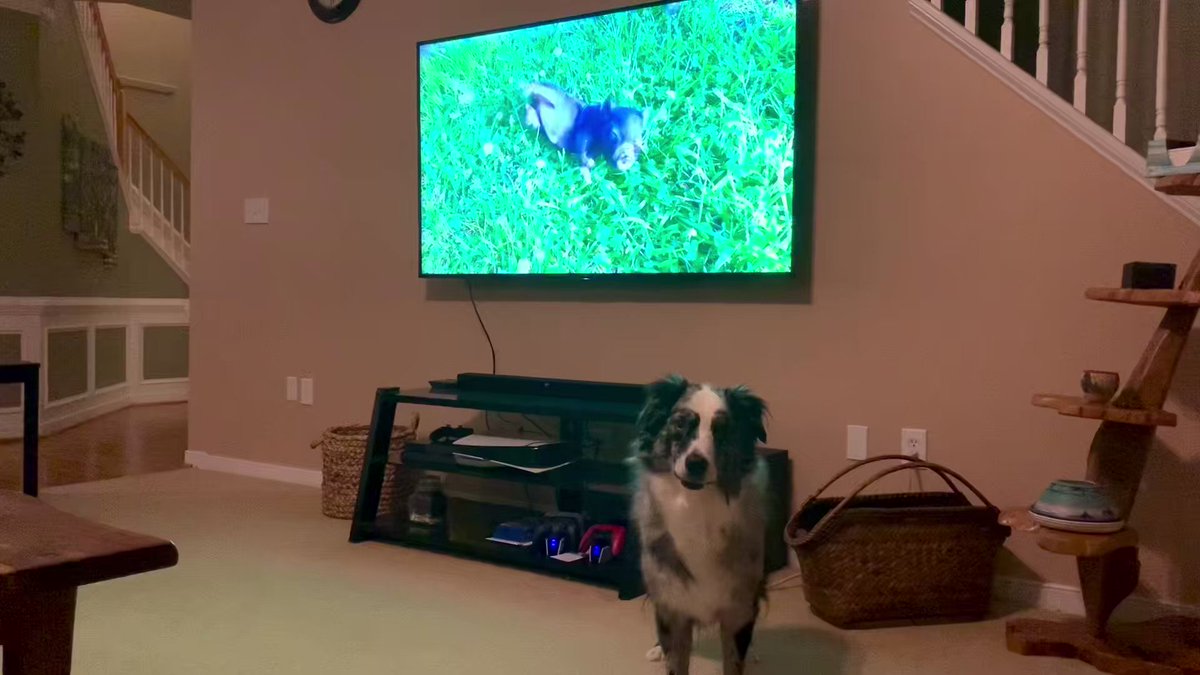 Ricky T On Twitter To Prove My Dog Doesn t Like It When I Watch ricky-t-on-twitter-to-prove-my-dog-doesn-t-like-it-when-i-watch
