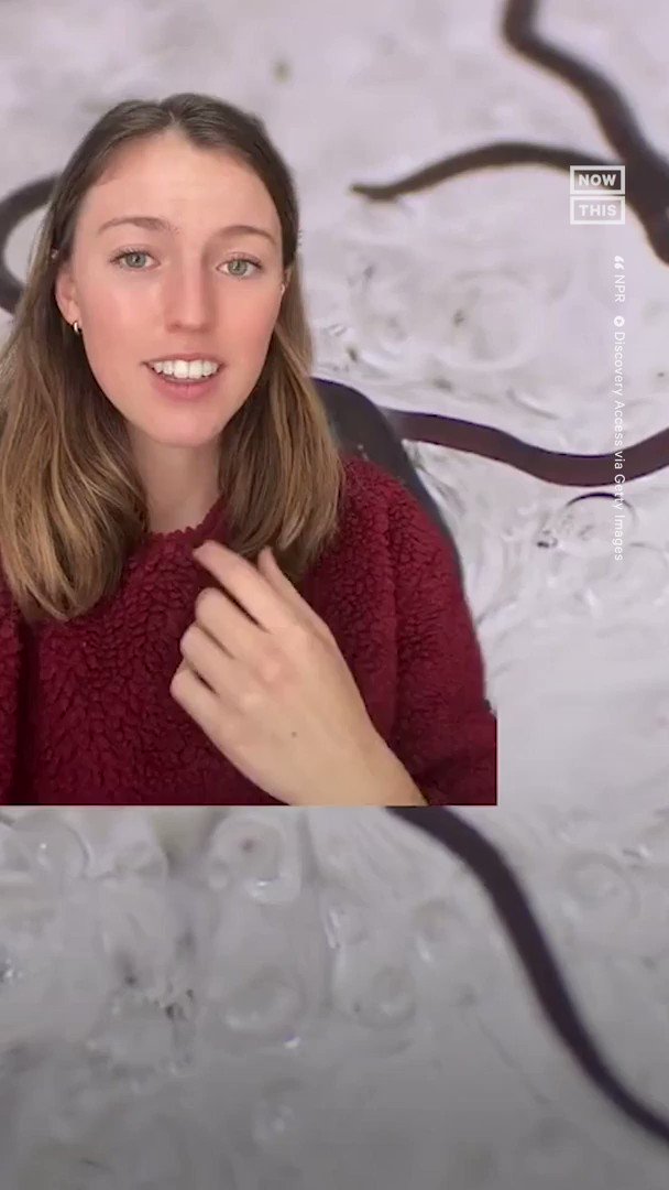 NowThis on Twitter: NowThis on Twitter: