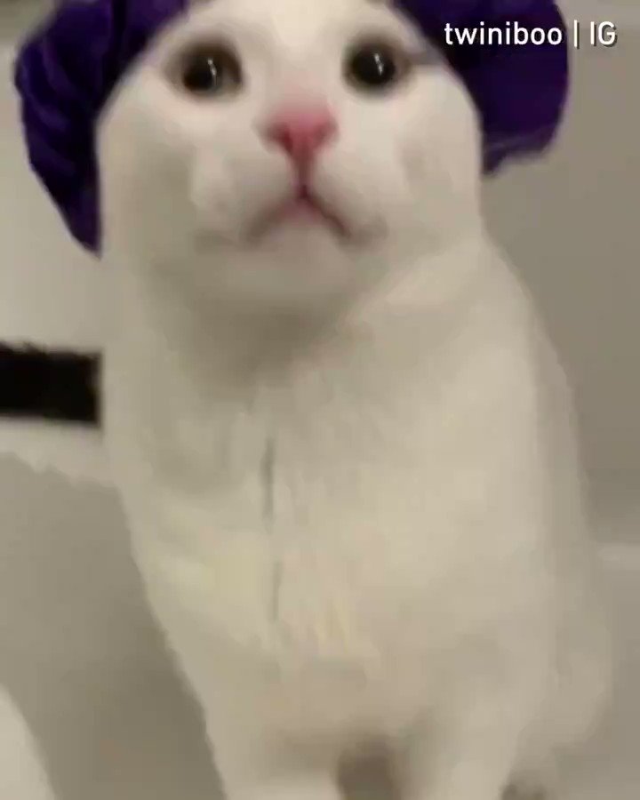 9GAG ️ Memeland on Twitter: "rub a dub dub kitty in a tub 📹 twiniboo | IG"