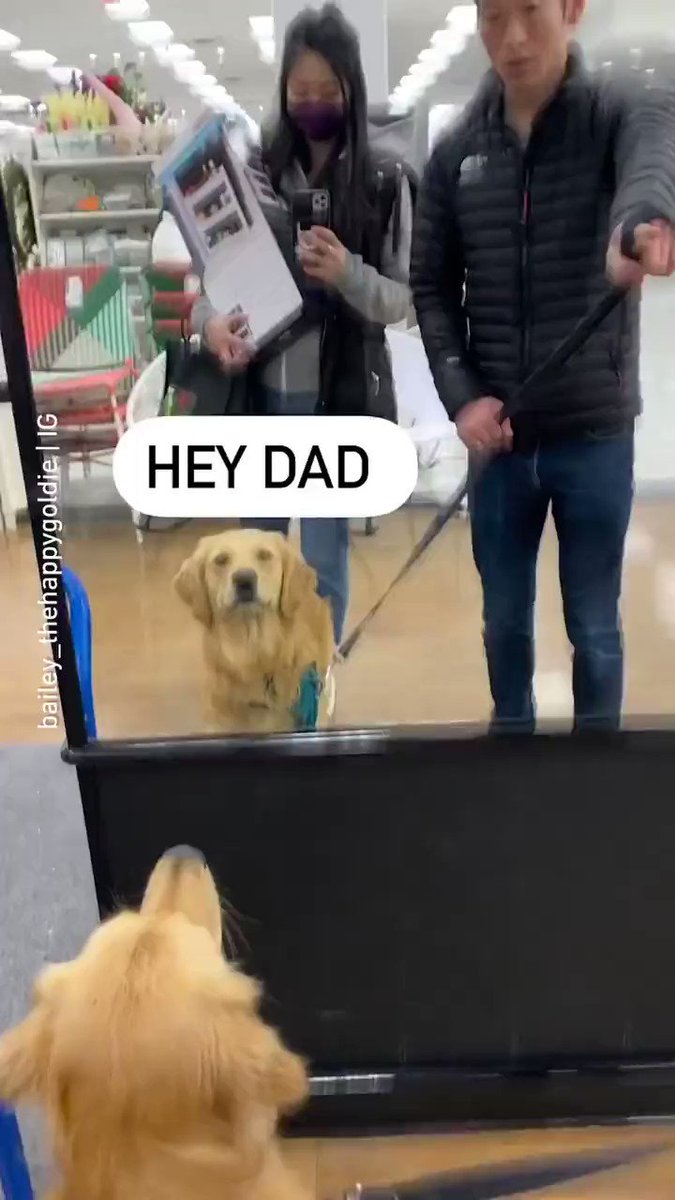 9GAG ️ Memeland on Twitter: "Oh no dad disappe- oh there he is! 📹 bailey_thehappygoldie | IG"