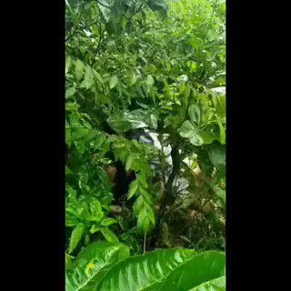 كبير الثدي دينو (@LovieBasom) / Twitter