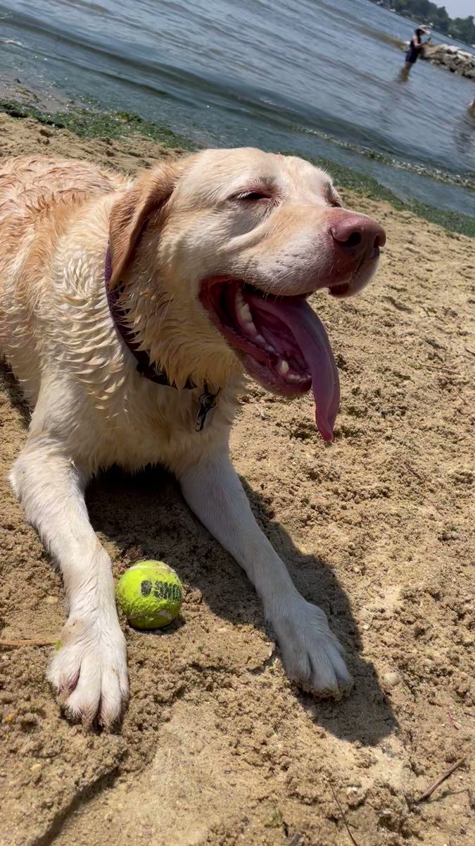 Ultra Grateful Calvin 🇺🇸🐶🏒 🎶 on Twitter: "Drop something yellow from ...