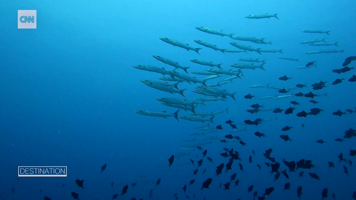 CNN on Twitter: "Exploring the underwater wonders of the Red Sea https://cnn.it/3LYGW24"