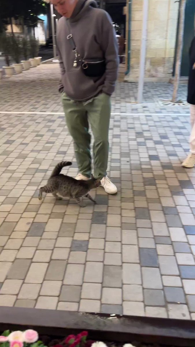 No Cats No Life on Twitter: No Cats No Life on Twitter: