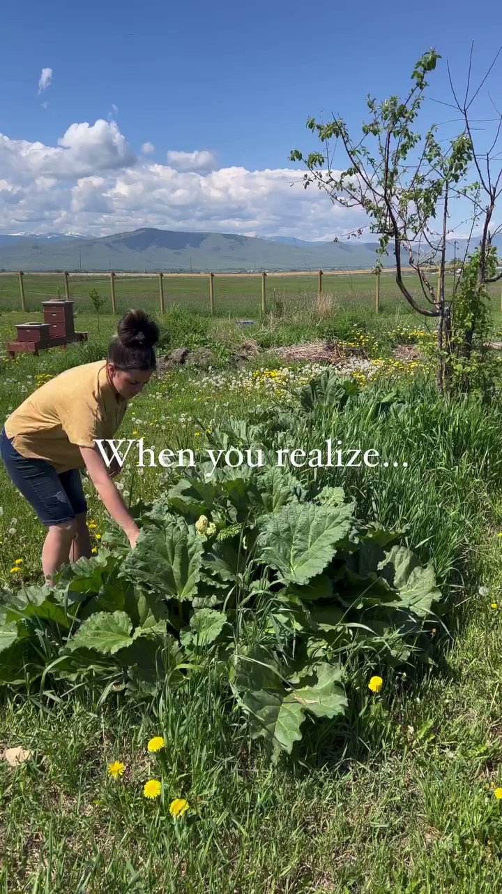 Gubba Homestead on Twitter: Gubba Homestead on Twitter: