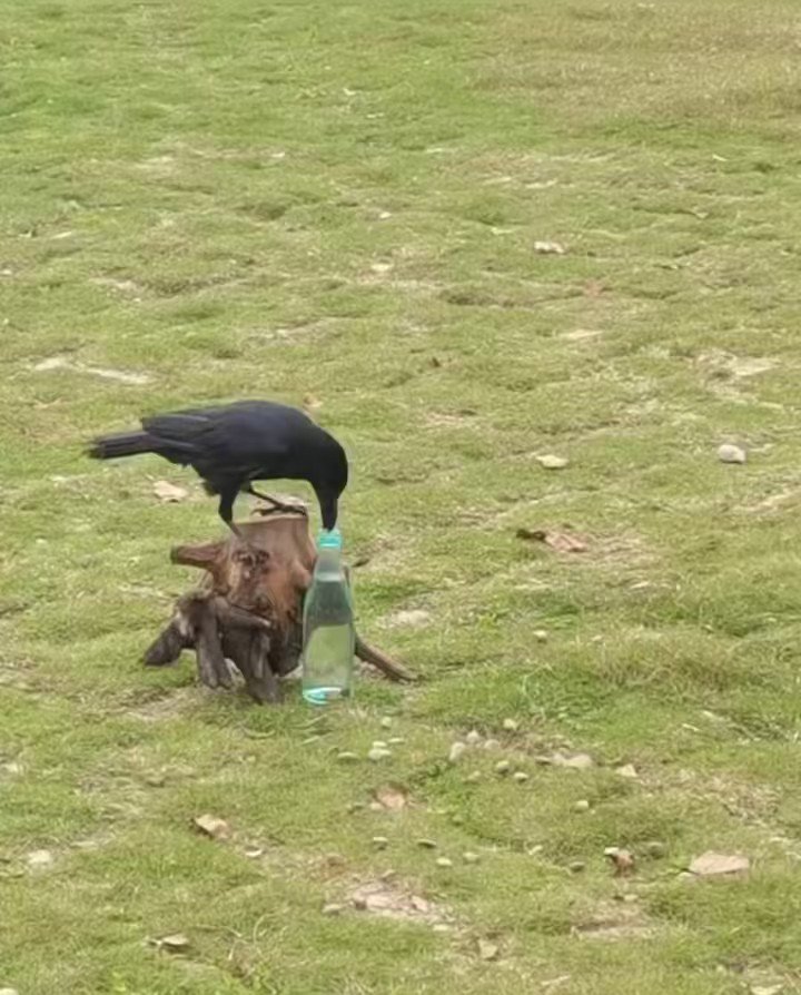 The ЮҮХҮҮ On Twitter “Мэргэн хэрээ💧🐦‍⬛ус уусан үлгэр” ийг их сонсдог