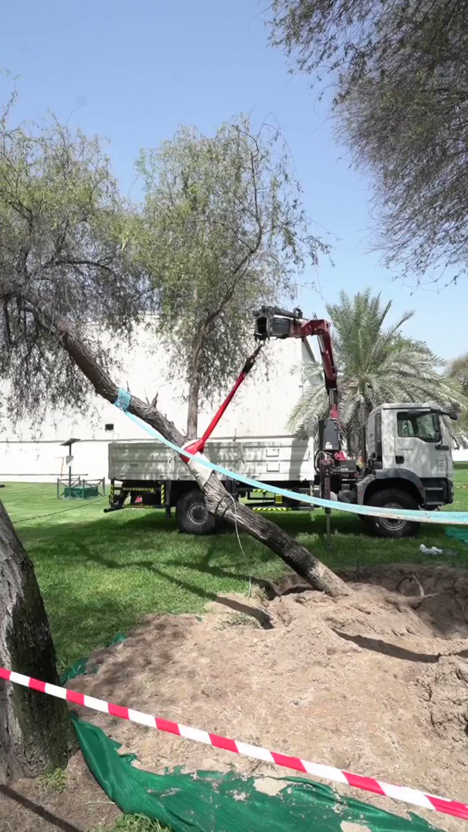 بلدية مدينة أبوظبي On Twitter حفاظاً على الإرث الوطني والأشجار المحلية المعمرة وتعزيزاً