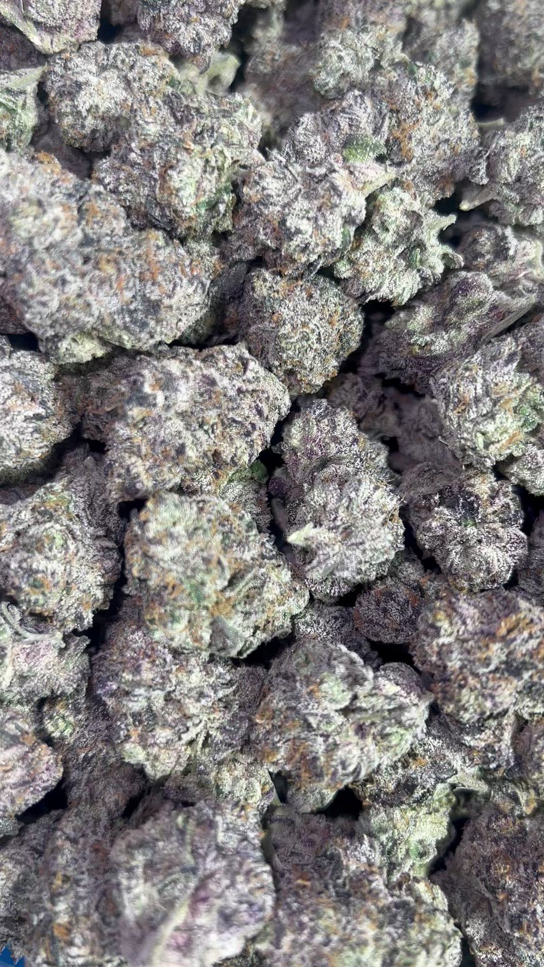 Teds Budz On Twitter Fresh Batch Of Super Teds π΄πΎ π¦ΈπΎββοΈ Lemon Cherry Gelato X Rainbow Runtz