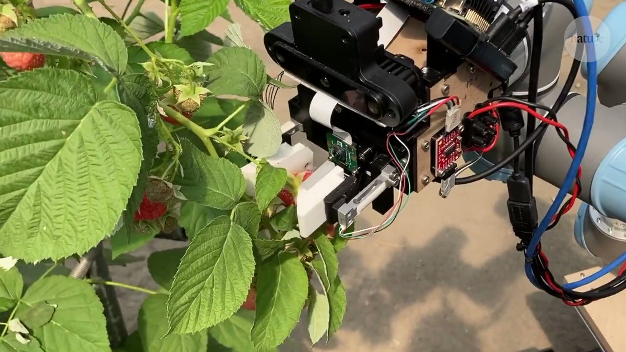 nature on Twitter: "This fake raspberry allows researchers to train fruit-picking robots in the ...