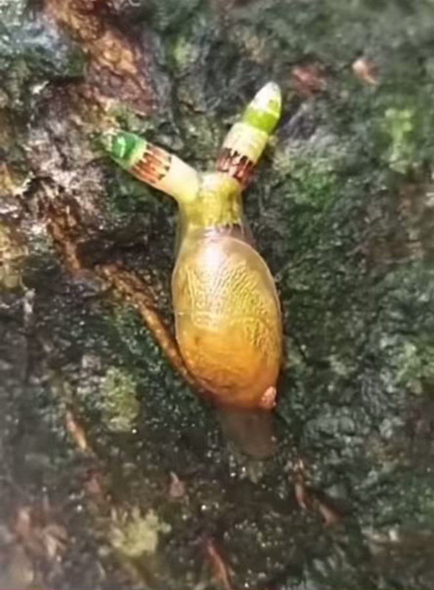 Amer Salem on Twitter: "Have you ever heard of the so called “Disco Zombie Snail”? It’s a ...