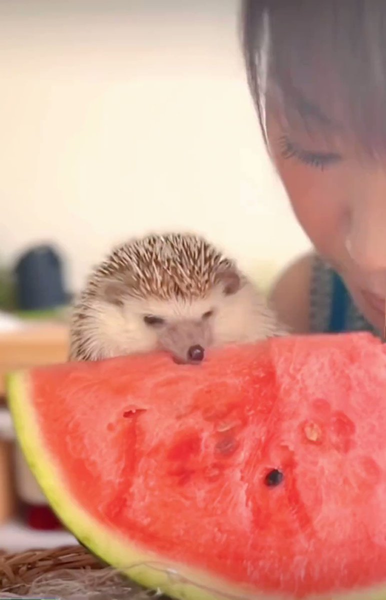 why you should have an animal on Twitter: why you should have an animal on Twitter: