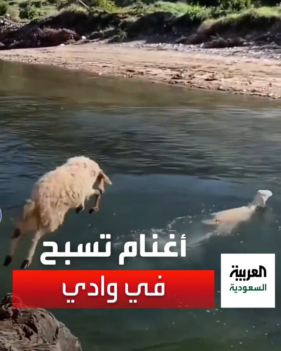قناة العربية شاهد قطيع من الأغنام تمارس السباحة لقطع أحد الأودية في