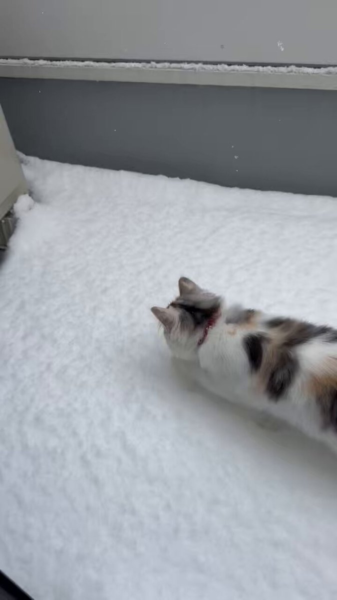 2025/3/31の話題ツイートまとめ - posfie