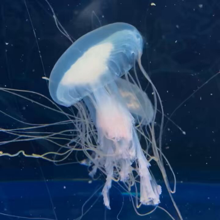 しながわ水族館 on X: しながわ水族館 on X: