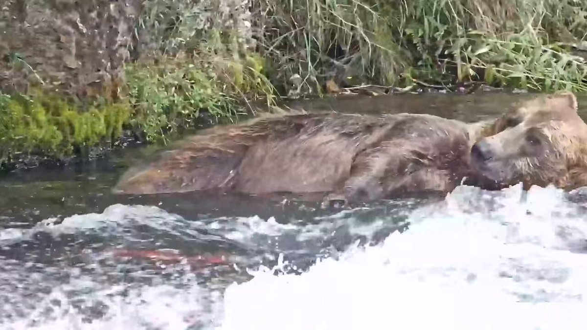 のぶクマ🐻羆と香辛料🐻C106 日曜日 東6 “ク”－37b(@kumar0001) - Twilog (ツイログ)