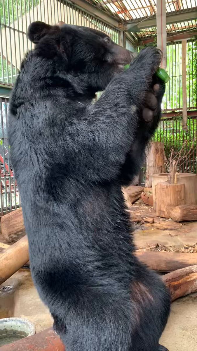 のぶクマ🐻羆と香辛料🐻C106 日曜日 東6 “ク”－37b(@kumar0001) - Twilog (ツイログ)