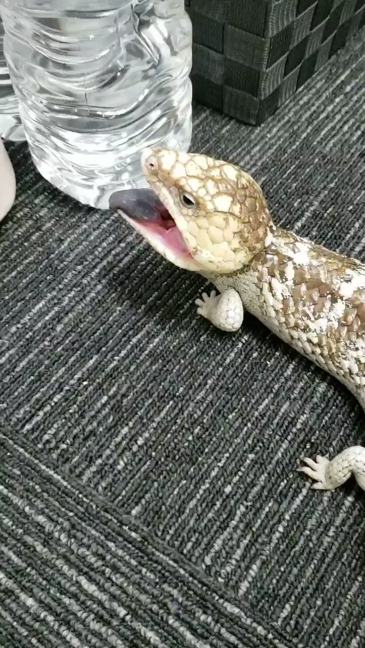 🐲JUNSUKE .JTV🐲 on Twitter: "これが本当の大あくび....😊👍👍 https://t.co/qR6YKErbhX" / Twitter