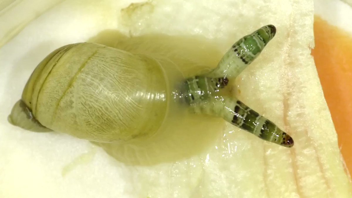 Leucochloridium Paradoxum Gif