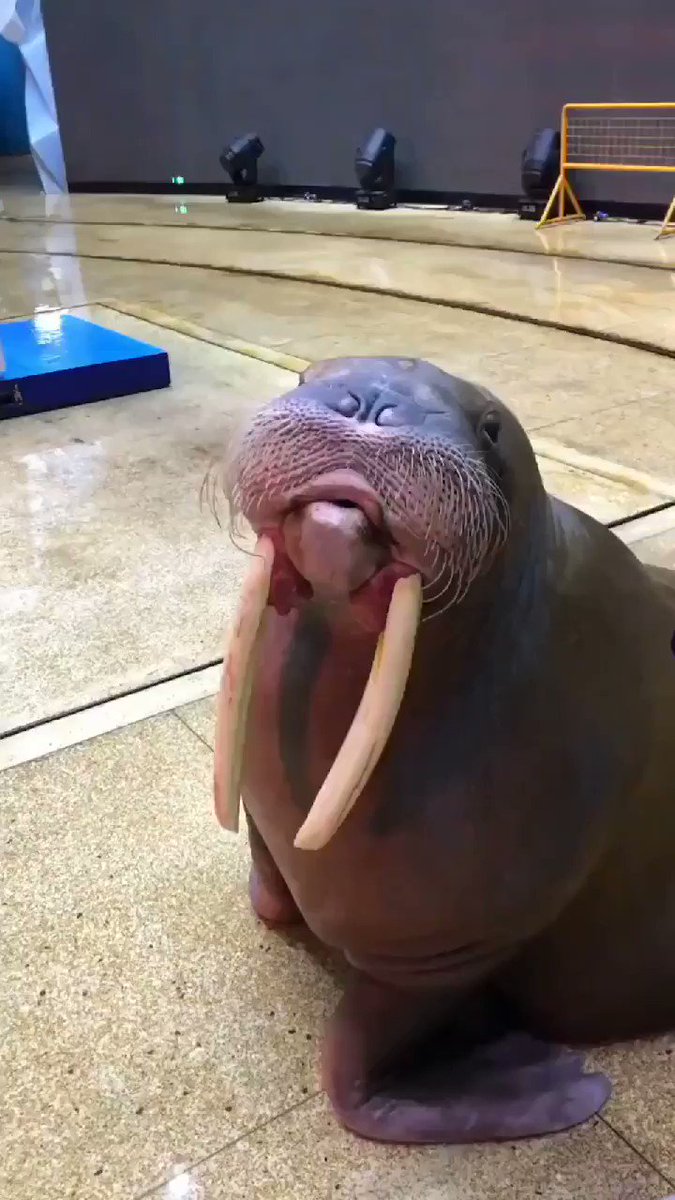 Heartnebula on Twitter: "RT @gunsnrosesgirl3: Vocalization is a key aspect of courtship rituals ...