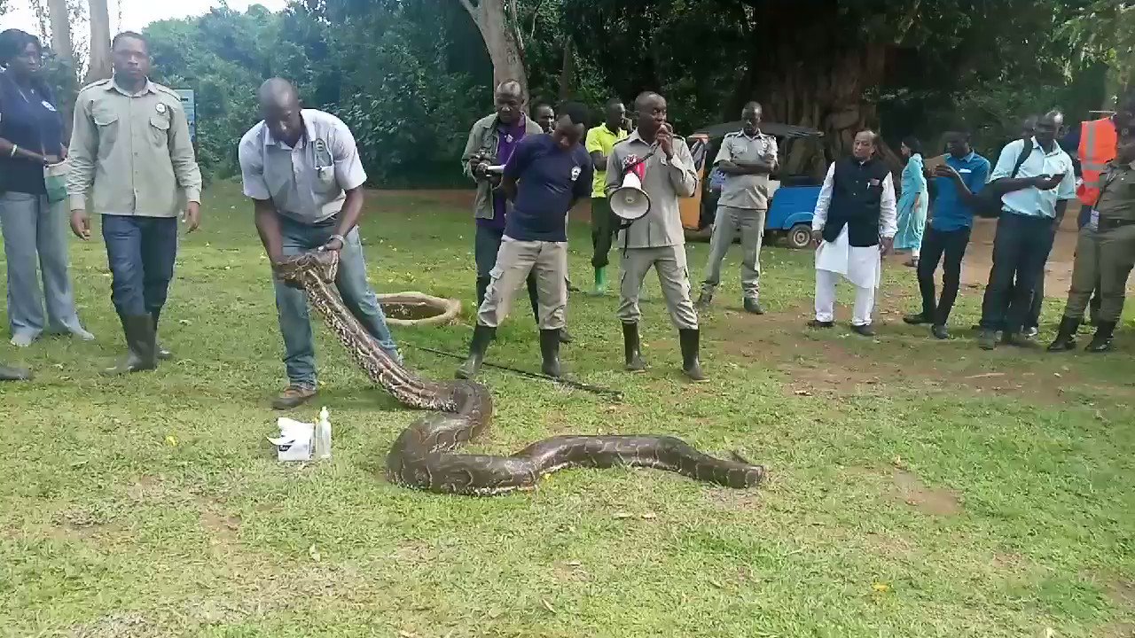 Biggest Snakes In The World Videos