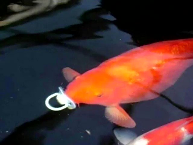 Mr. Glitch on Twitter: "RT @nejiron: it's BINKY FISH SUNDAY don't forget to pick yours up"