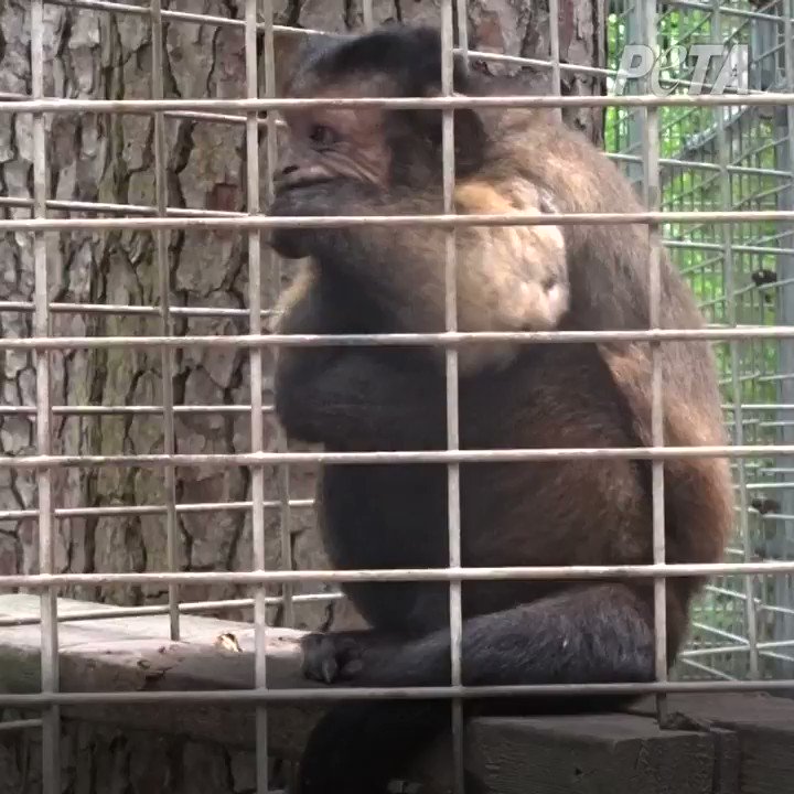 PETA on Twitter: PETA on Twitter: