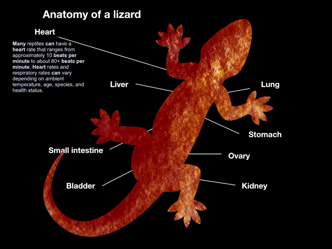 Wall Lizard Diagram